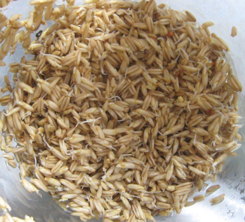 Organic Seeds
