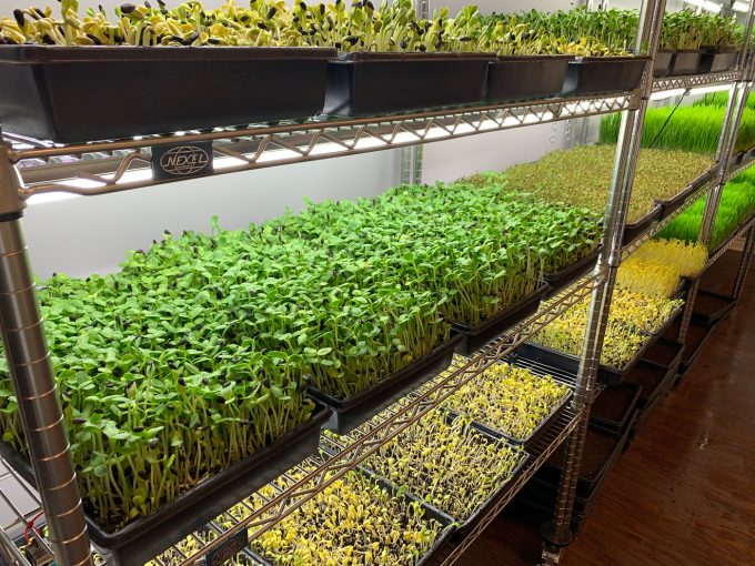 24-Hour Juice Fast with Sweet Potato Booster - Markito Fitness & Nutrition