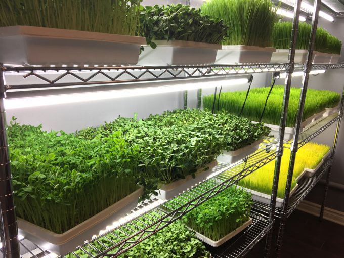 24-Hour Juice Fast with Sweet Potato Booster - Markito Fitness & Nutrition