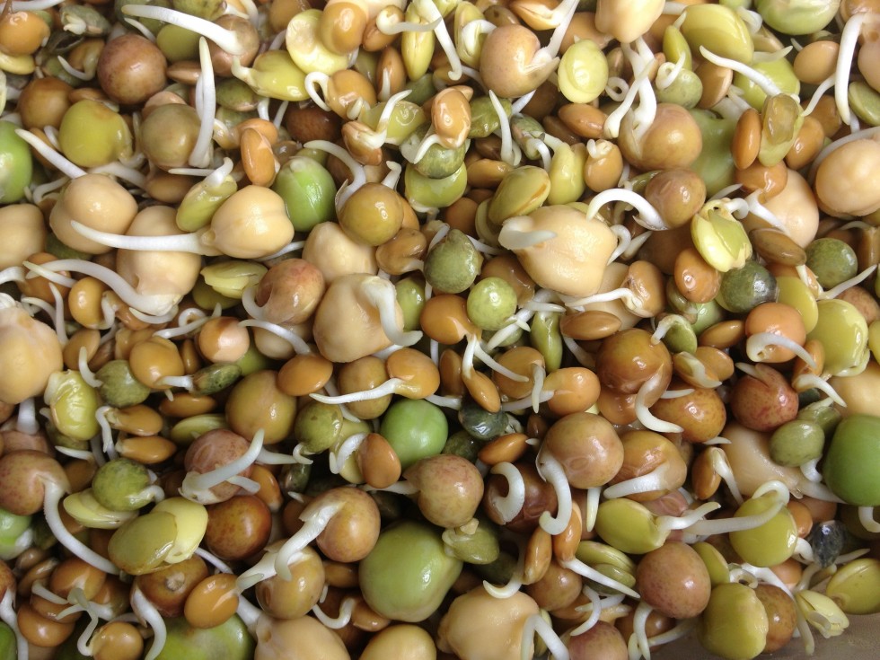 Sprouted Bean Mix Salad - Markito Fitness & Nutrition
